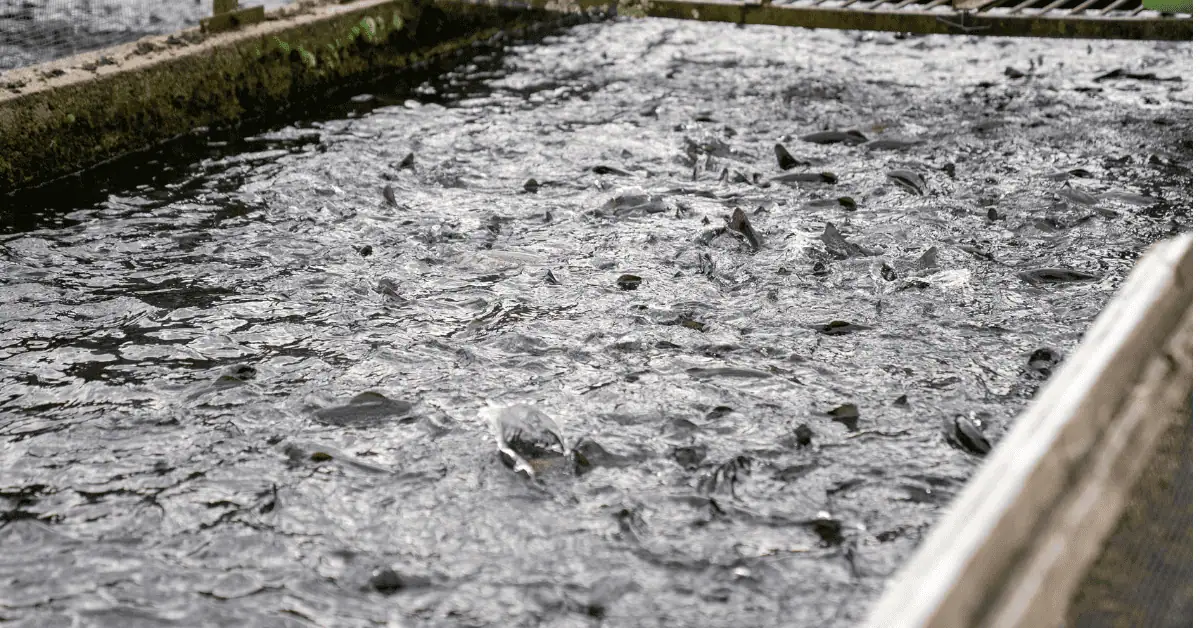 A U.P. University Has Been Releasing Atlantic Salmon Into the Same ...